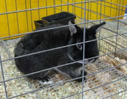 State Fair Sunday – Facing Diagonal Wall