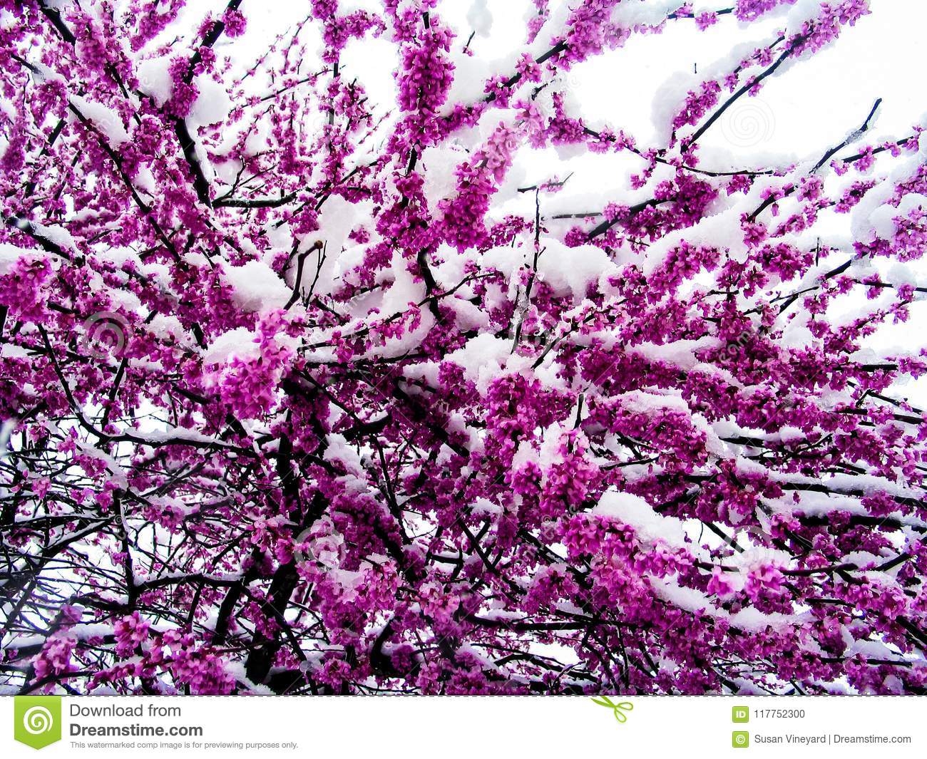 Snow?!? Falling on Flowers – Facing Diagonal Wall